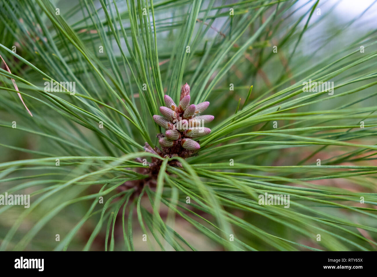 Loblolly pine pinus taeda hi-res stock photography and images - Alamy