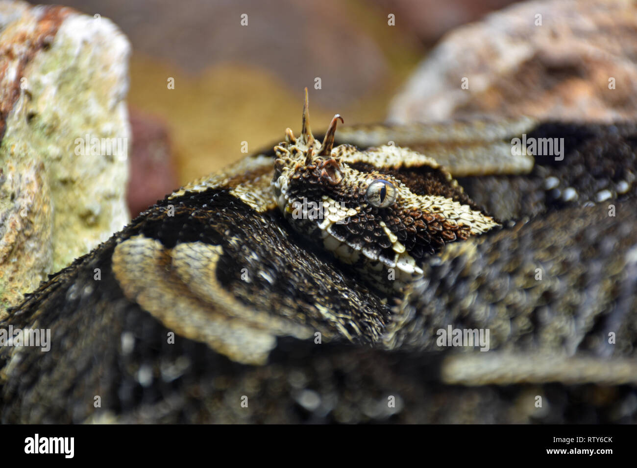 Rhinoceros viper (bitis nasicornis) hi-res stock photography and images ...