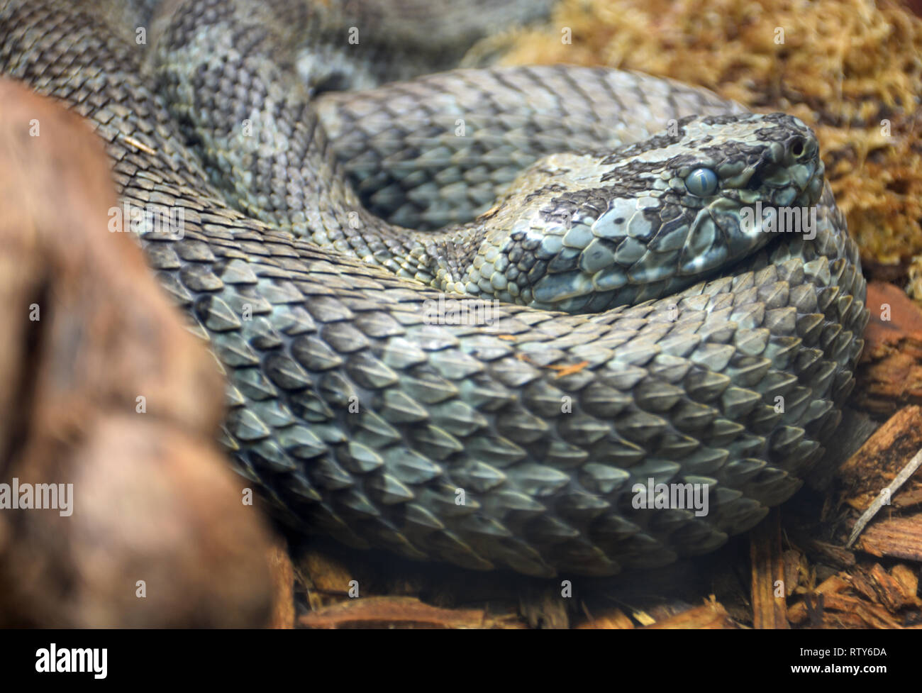 Mangshan Pit Viper Stock Photo - Alamy