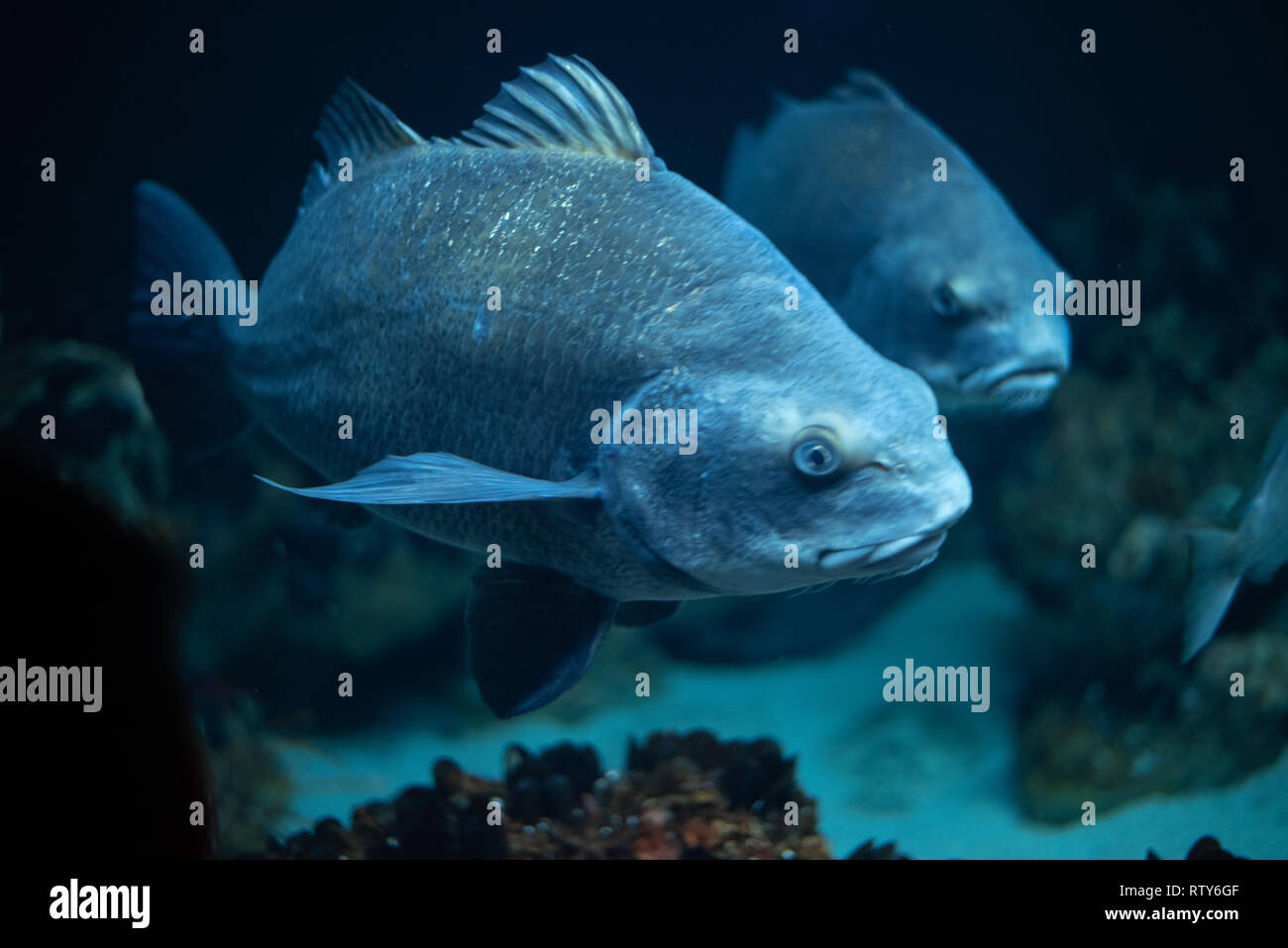 Group of blue fish in deep waters Stock Photo - Alamy