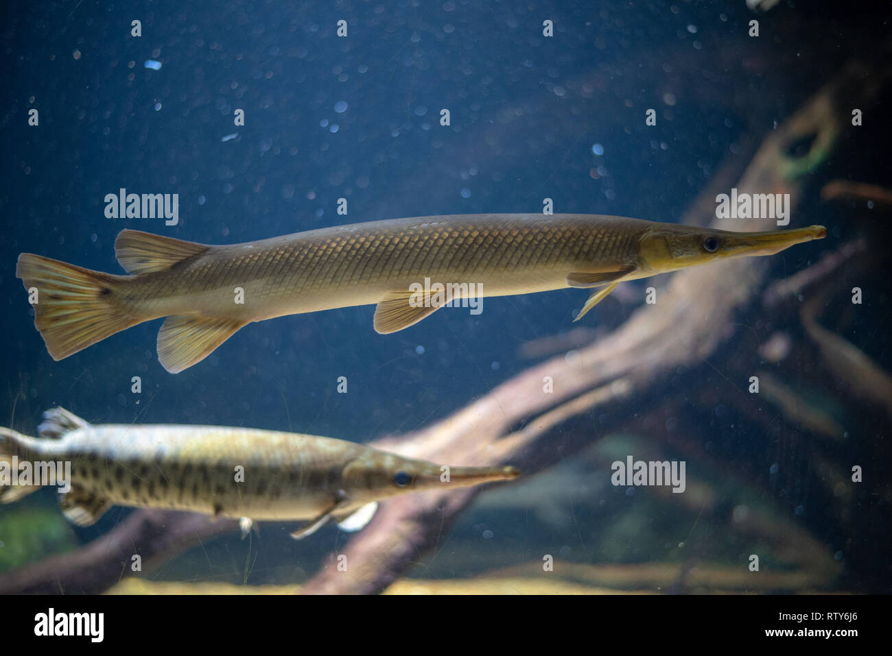 Needlenose gar hi-res stock photography and images - Alamy