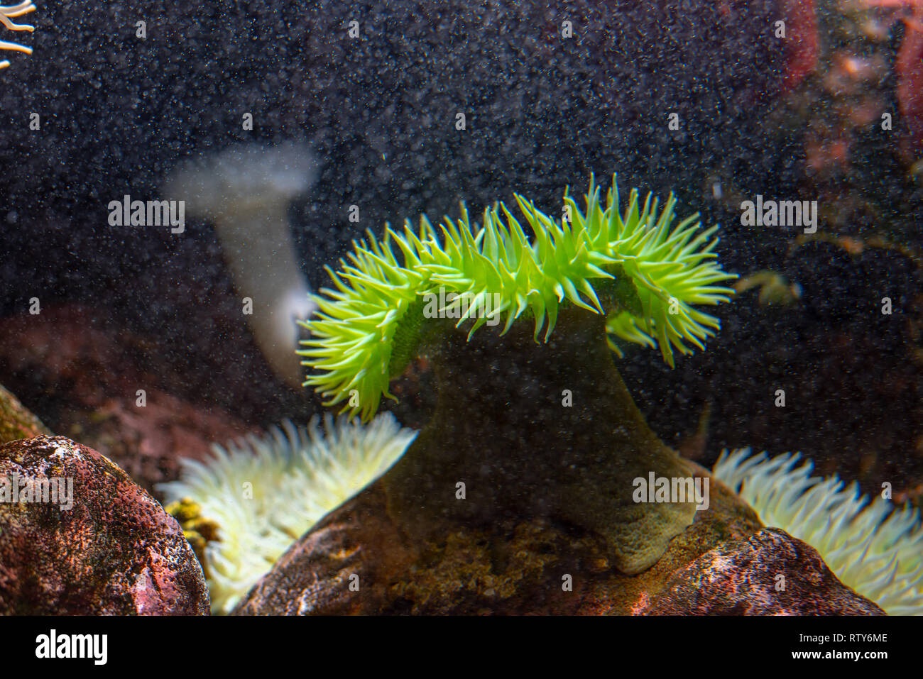 Giant green anemone (Anthopleura xanthogrammica) attached to a rock ...