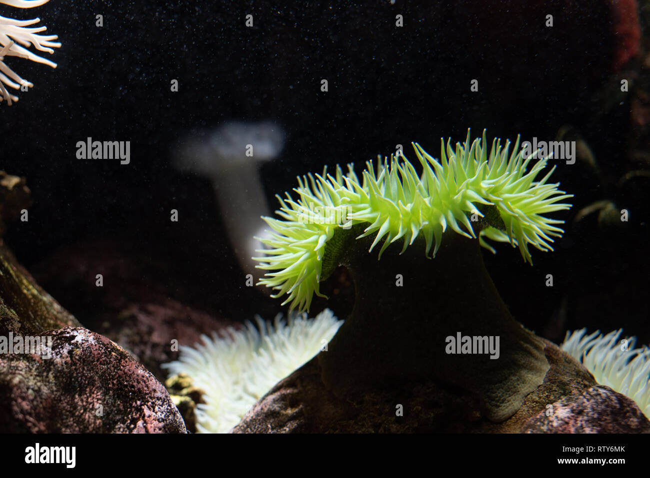 Giant green anemone (Anthopleura xanthogrammica) attached to a rock ...