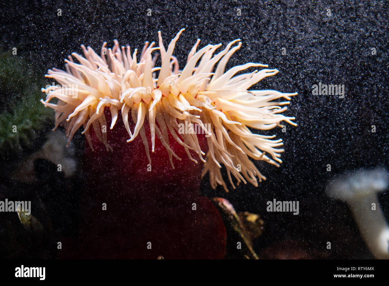 Velvety red anemone (Urticina piscivora) aka fish-eating anemone Stock ...