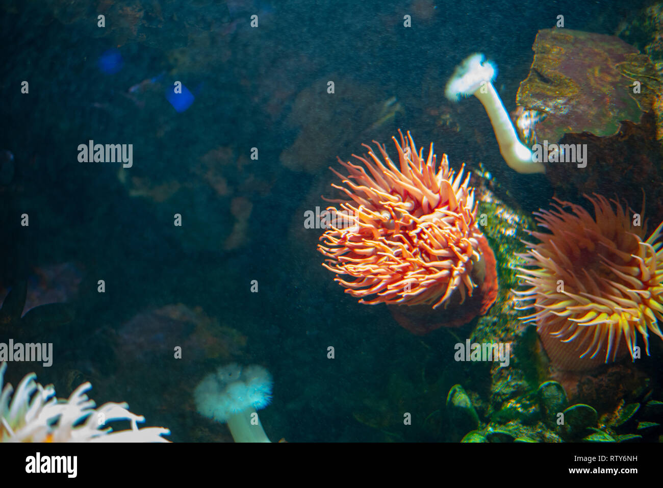 Velvety red anemone (Urticina piscivora) aka fish-eating anemone Stock ...