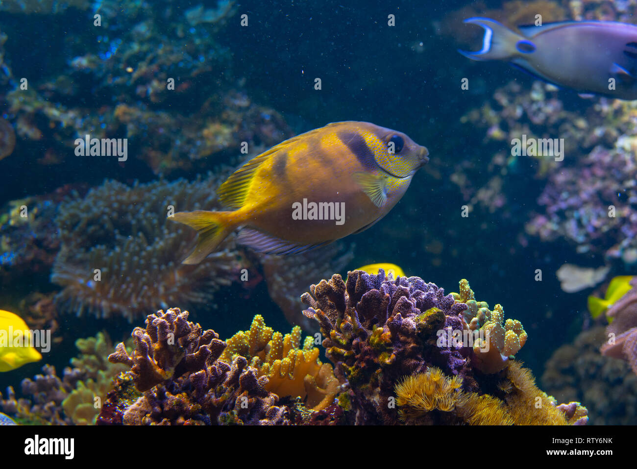 Yellow blackeyed rabbitfish (Siganus puelloides Stock Photo - Alamy