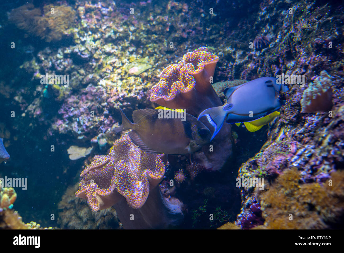 Two fish swimming between corals Stock Photo - Alamy