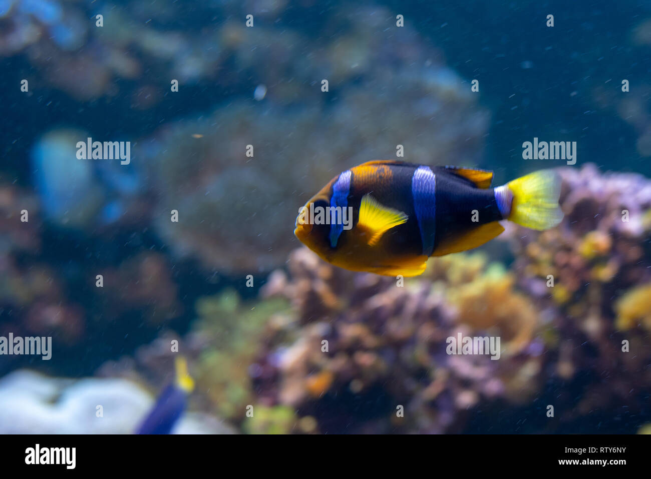 Yellowtail clownfish (Amphiprion clarkii) the most iconic fish of the ...