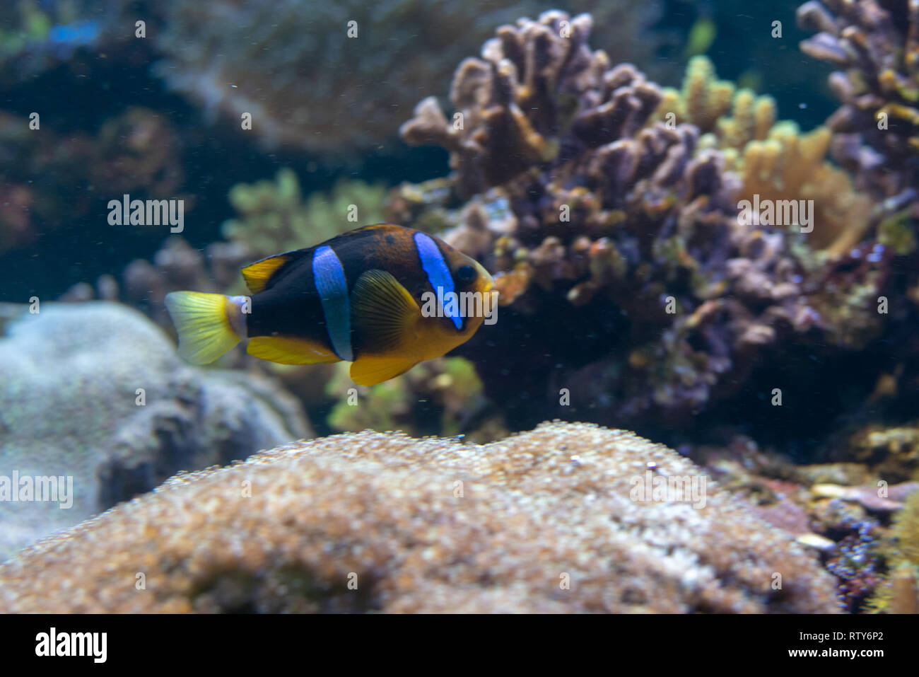 Yellowtail clownfish (Amphiprion clarkii) the most iconic fish of the ...