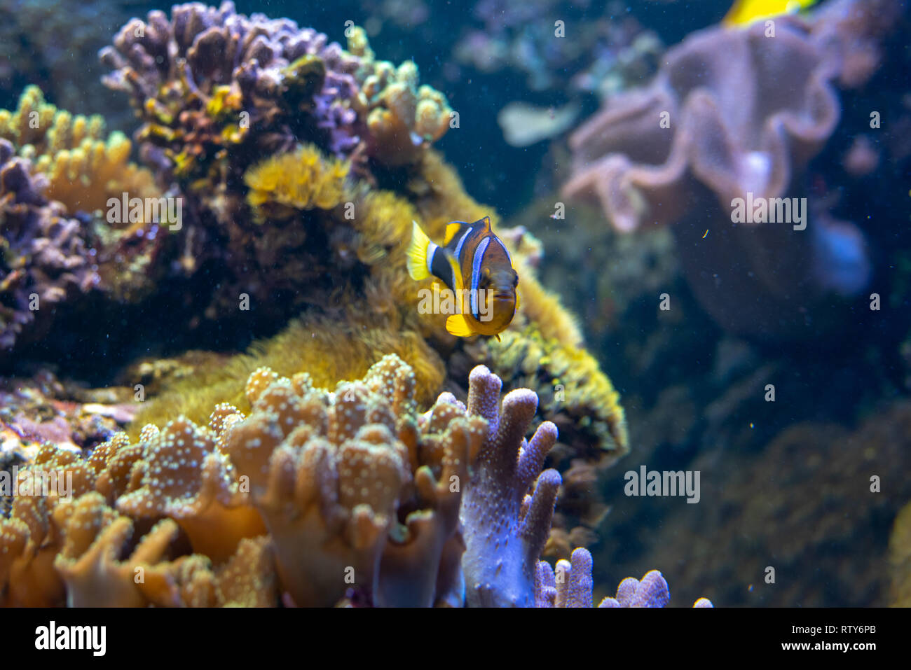 Yellowtail clownfish (Amphiprion clarkii) the most iconic fish of the ...