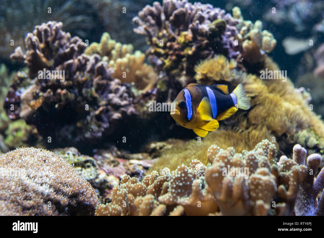 Yellowtail clownfish (Amphiprion clarkii) the most iconic fish of the ...