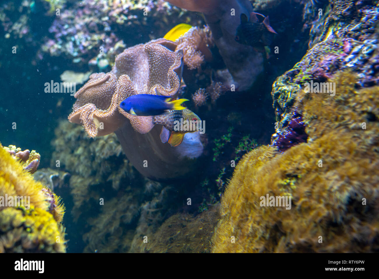 Blue and muticolor fish in a coral reef Stock Photo - Alamy
