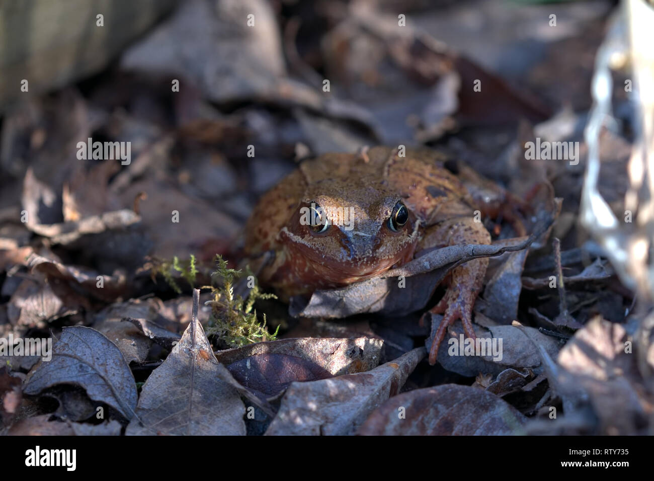 British aquatic wildlife hi-res stock photography and images - Alamy