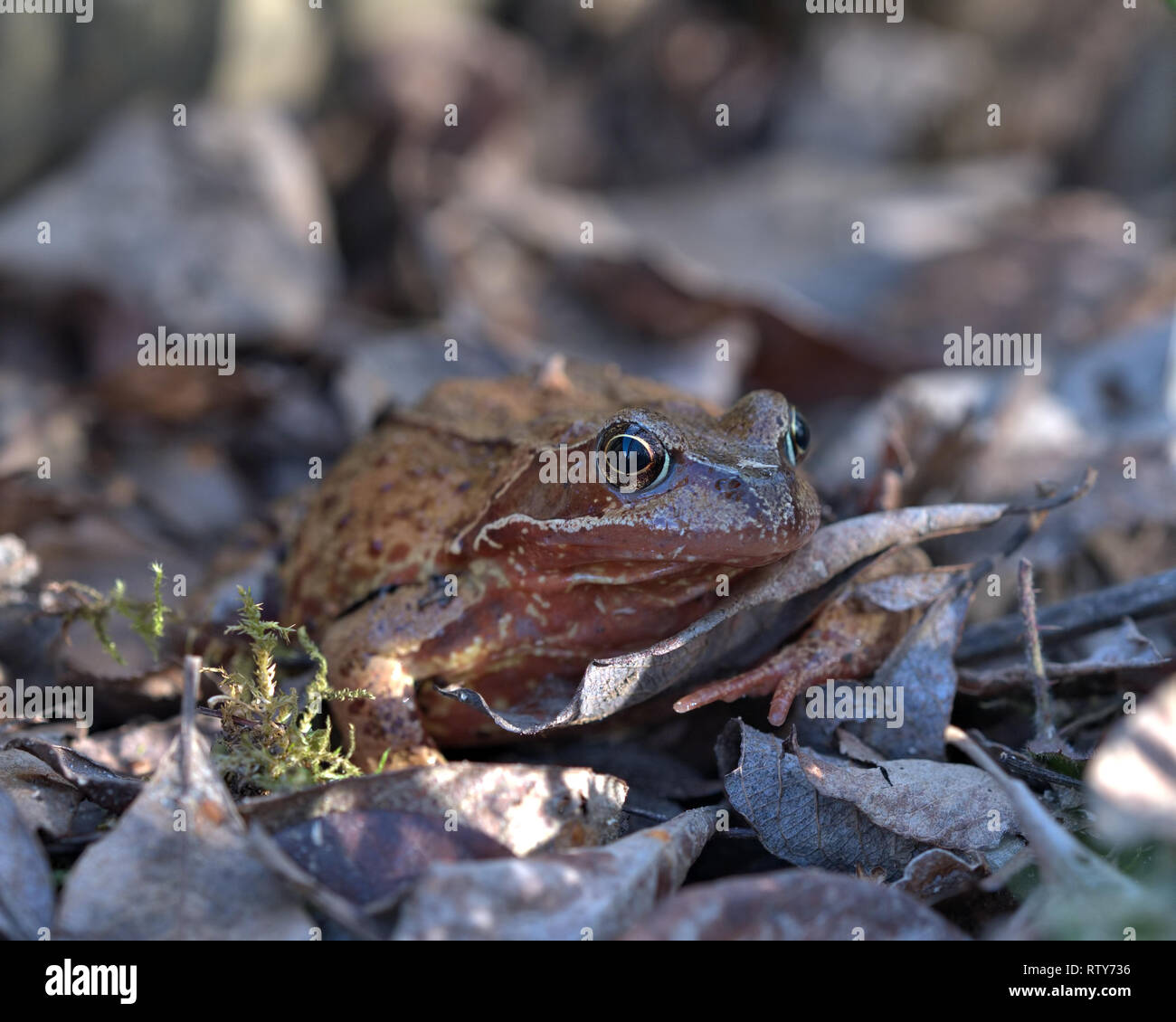 Marco frog hi-res stock photography and images - Alamy