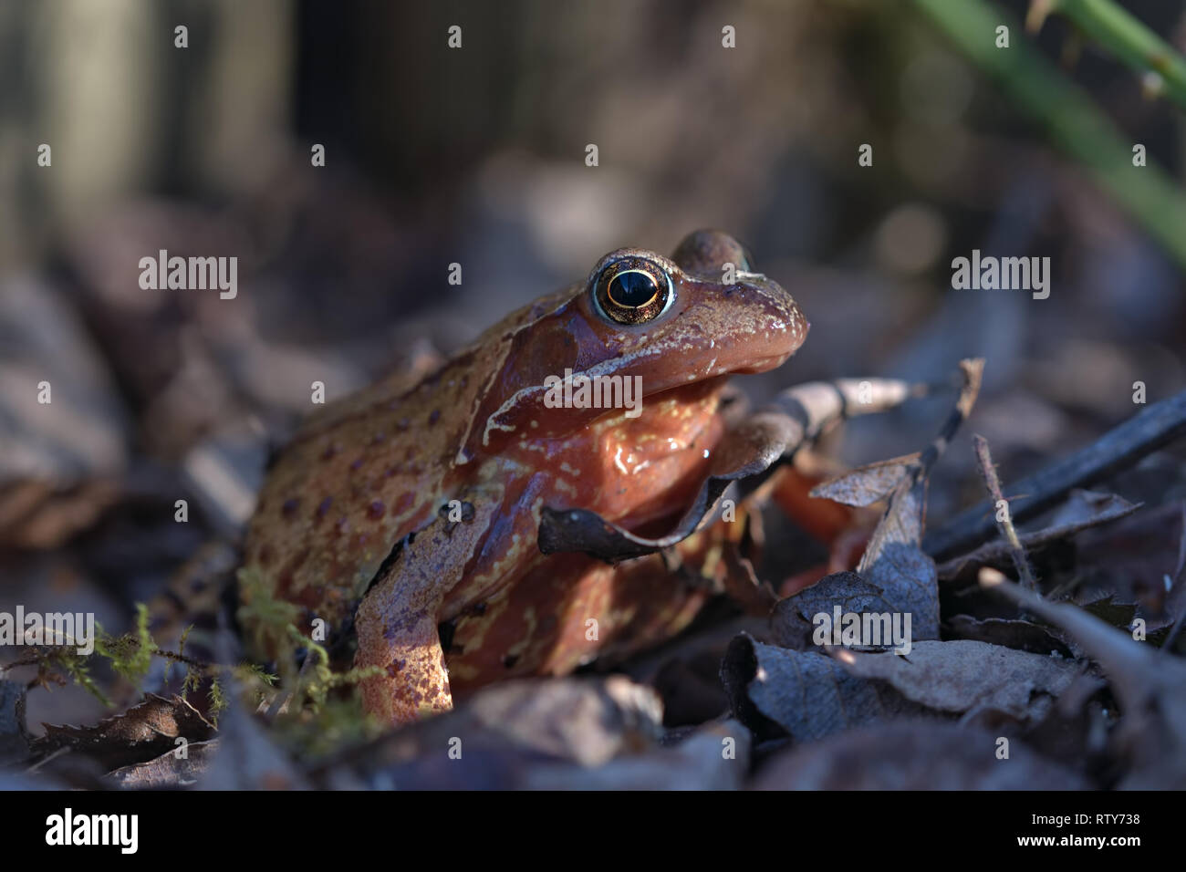 Marco frog hi-res stock photography and images - Alamy