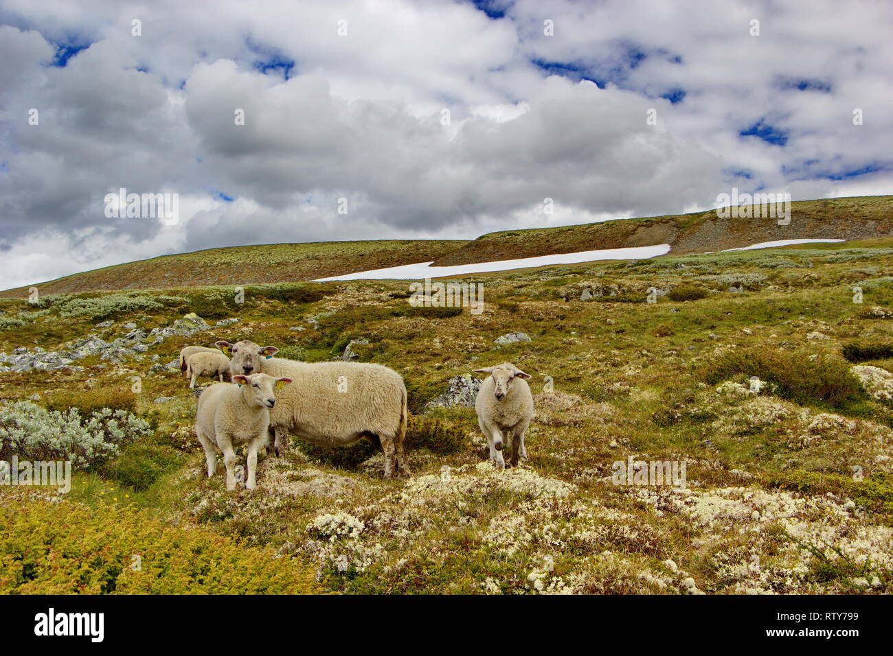 sheep in mountain pasture, Rondane, Norway Stock Photo - Alamy