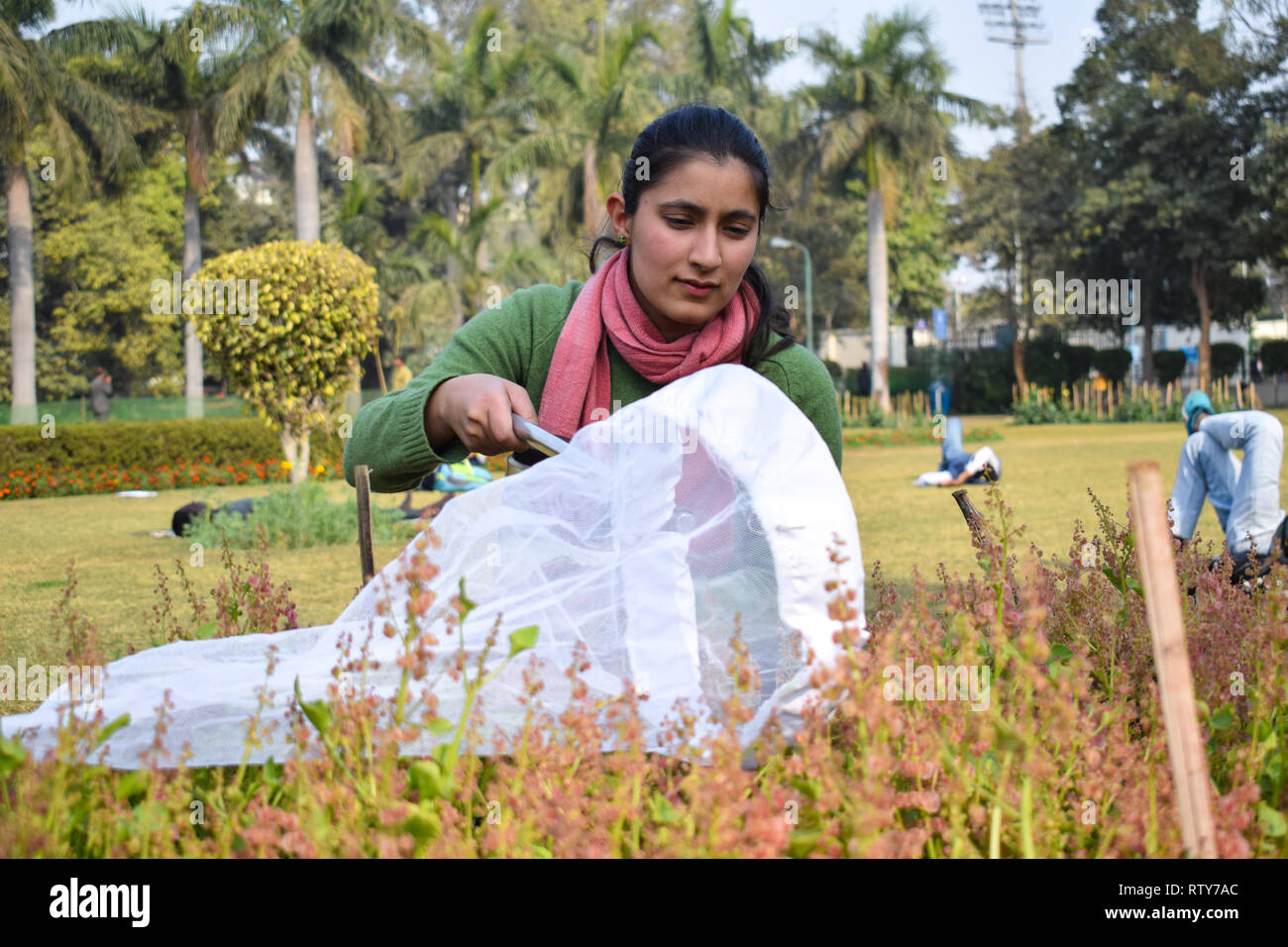 Young woman entomologist collecting insects using an insect net or ...