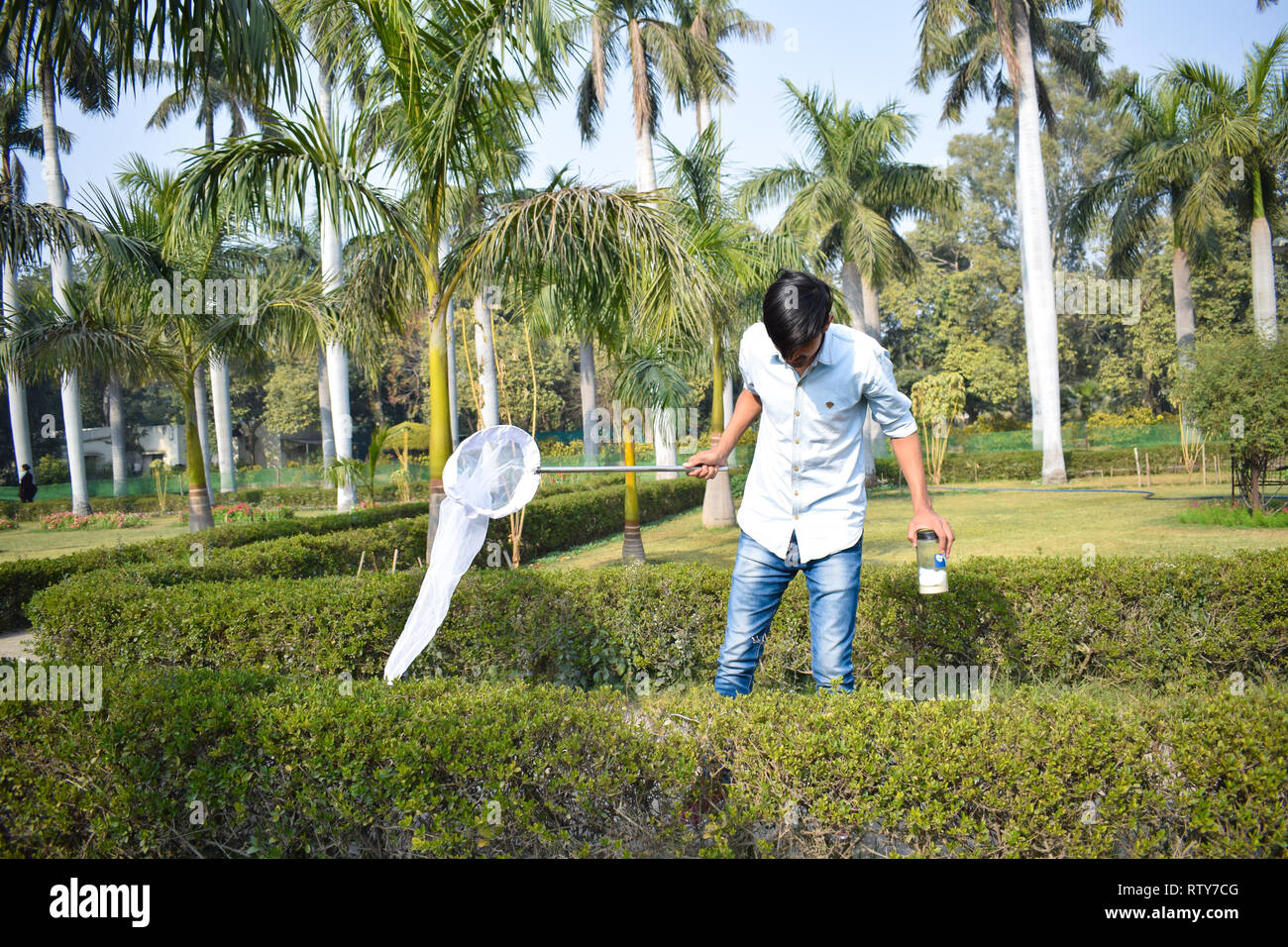 Young man entomologist collecting insects using an insect net or ...