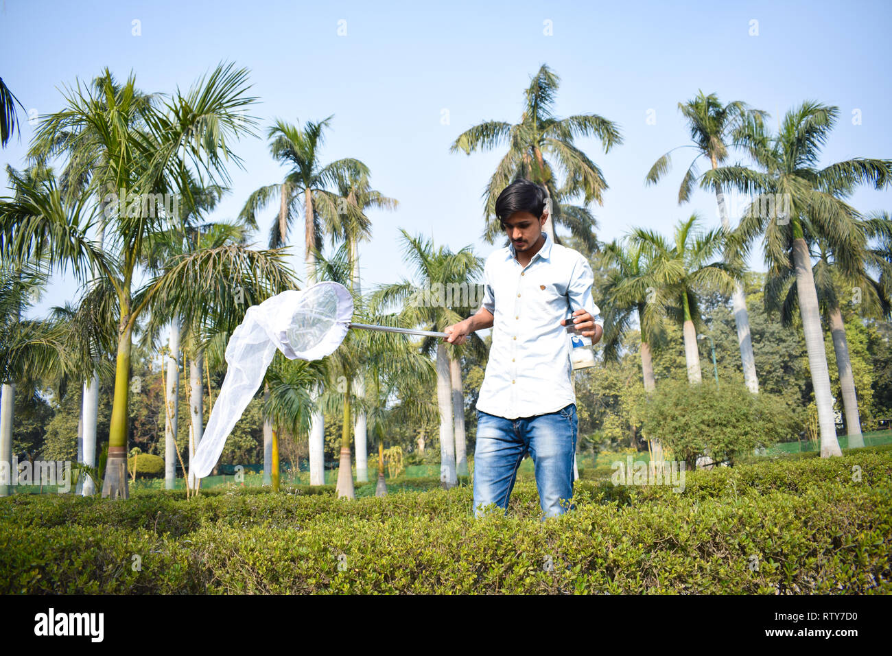 Young man entomologist collecting insects using an insect net or ...