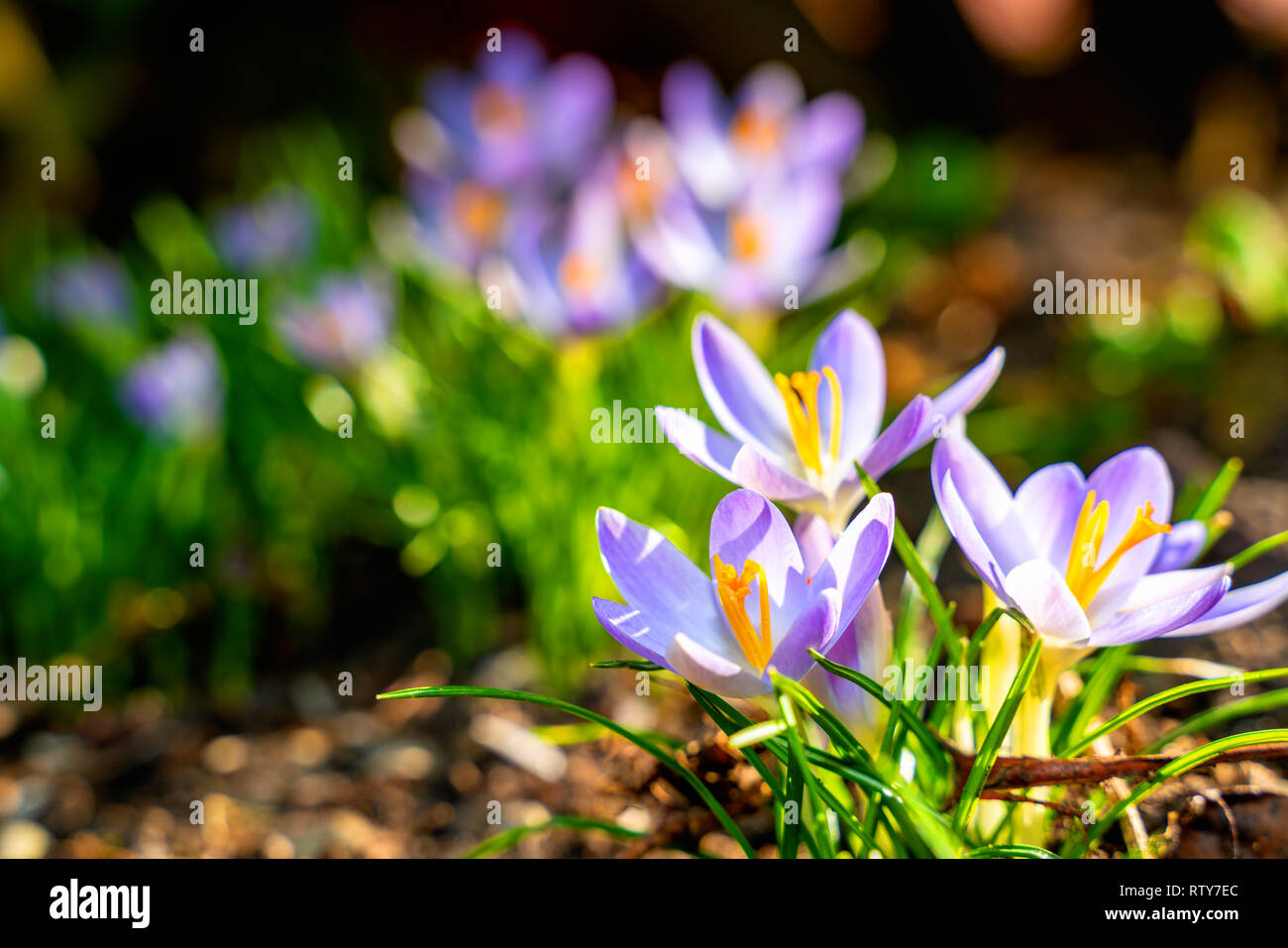 springflower in the morning Stock Photo - Alamy