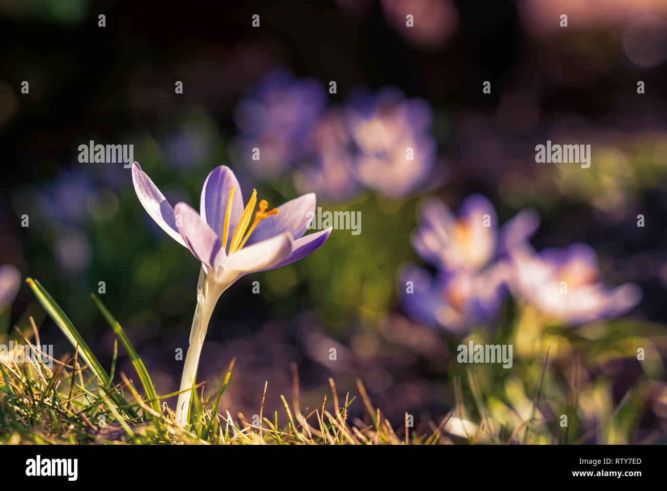 springflower in the morning Stock Photo - Alamy