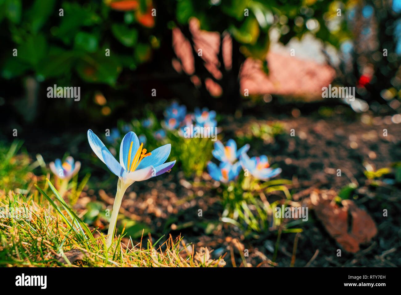 springflower in the morning Stock Photo - Alamy