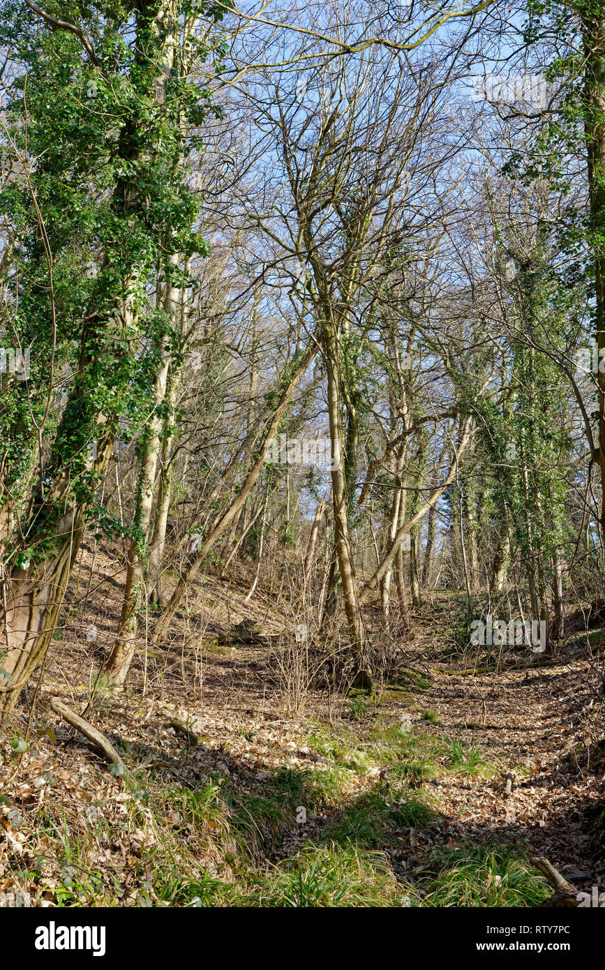 Woodland track hi-res stock photography and images - Alamy