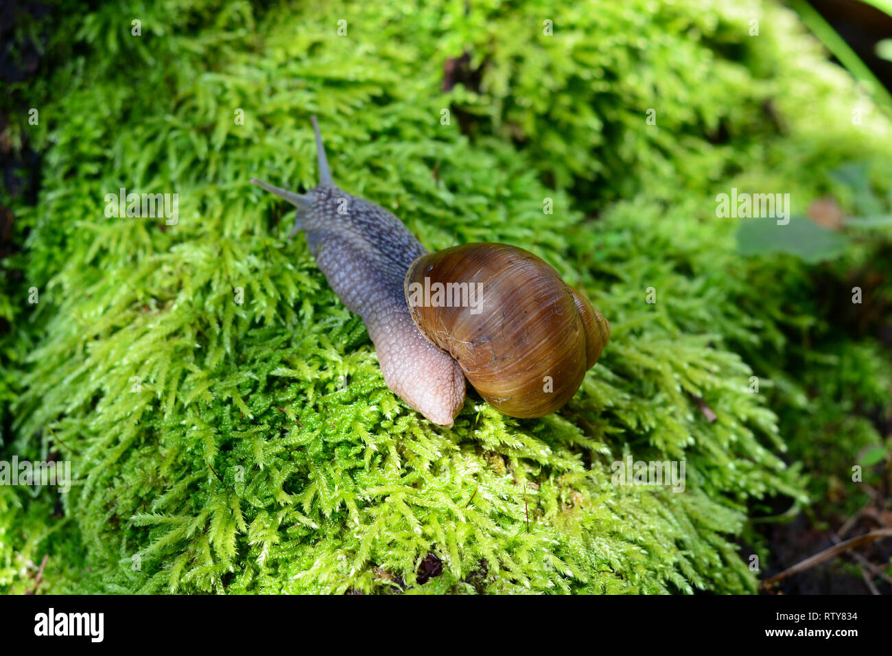 the awakening of snails in spring Stock Photo - Alamy