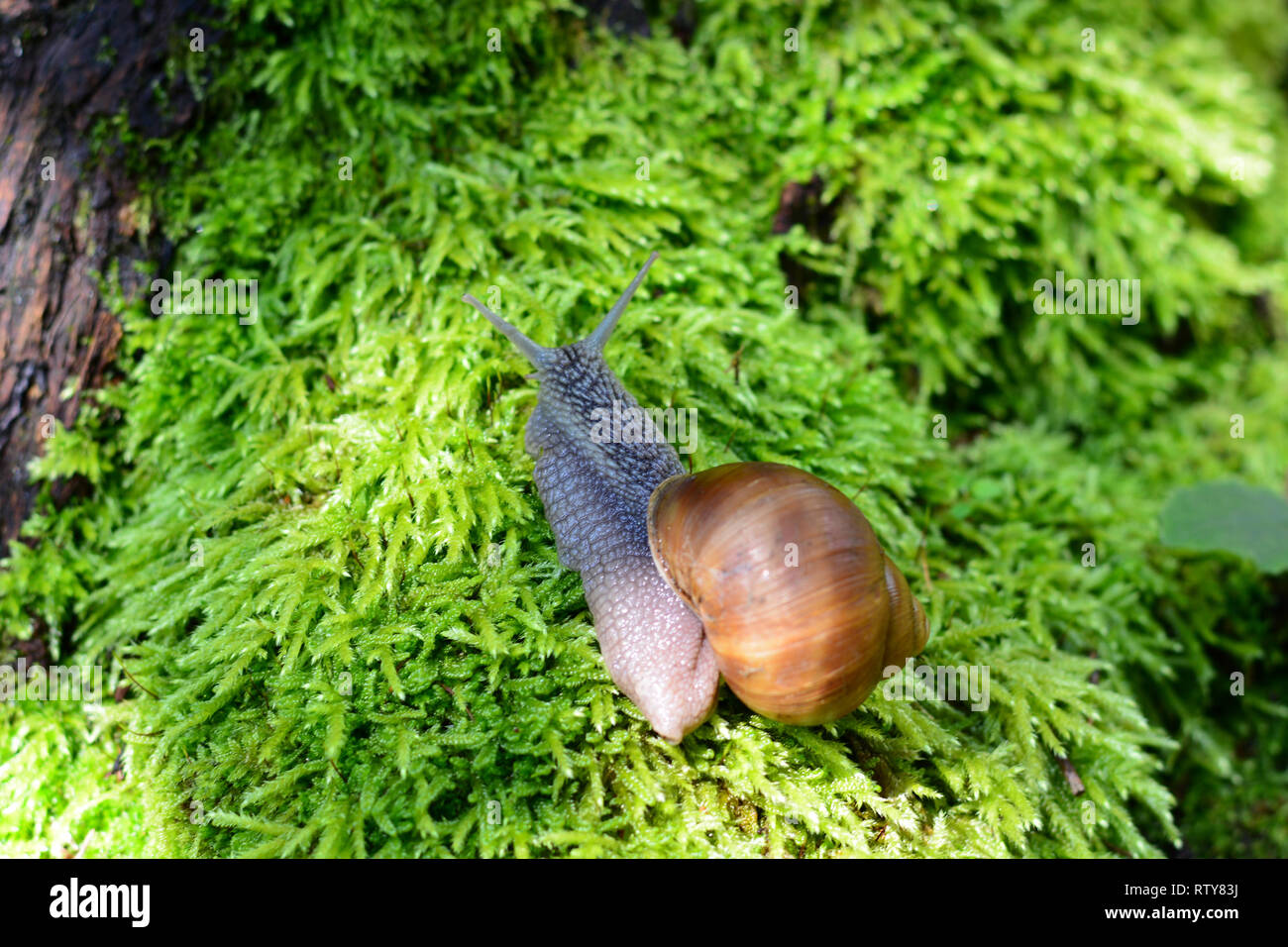 the awakening of snails in spring Stock Photo - Alamy