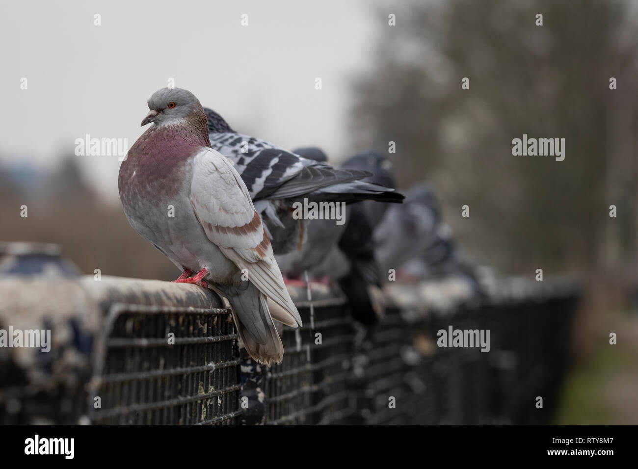 Pigeons and doves constitute the animal family Columbidae and the order ...