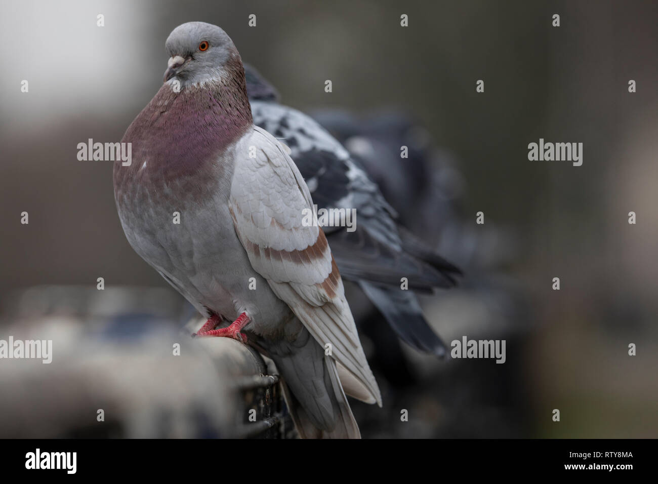 Pigeons and doves constitute the animal family Columbidae and the order ...