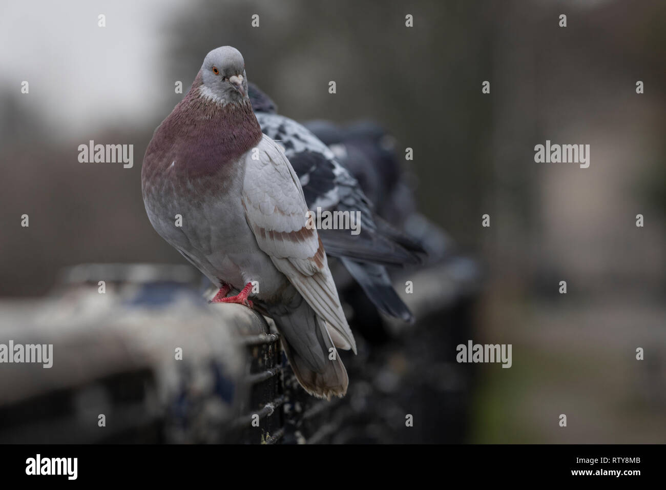 Pigeons and doves constitute the animal family Columbidae and the order ...