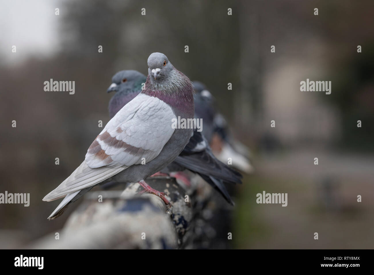 Pigeons and doves constitute the animal family Columbidae and the order ...