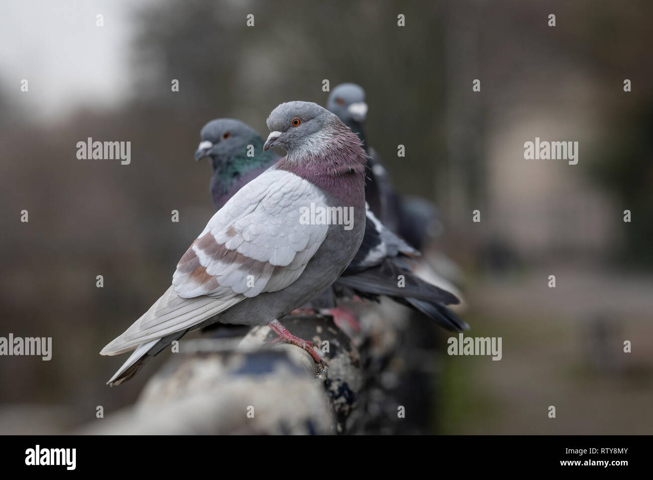 Pigeons and doves constitute the animal family Columbidae and the order ...