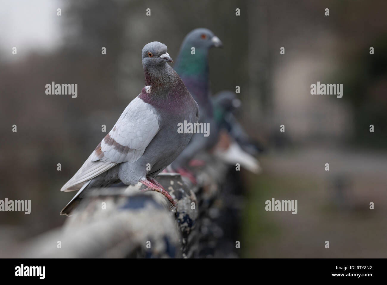 Pigeons and doves constitute the animal family Columbidae and the order ...