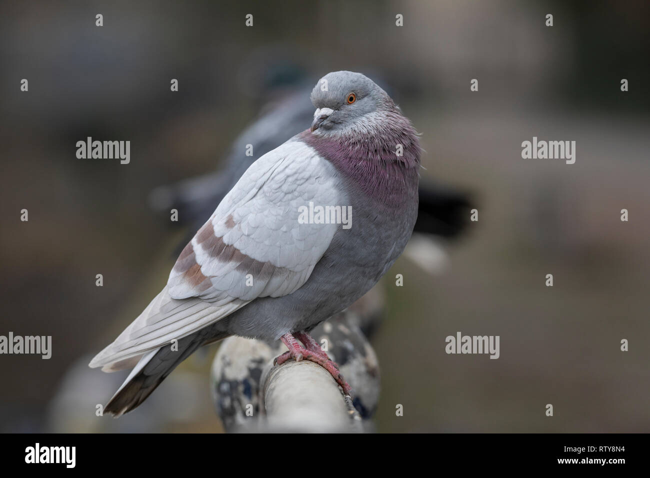 Pigeons and doves constitute the animal family Columbidae and the order ...