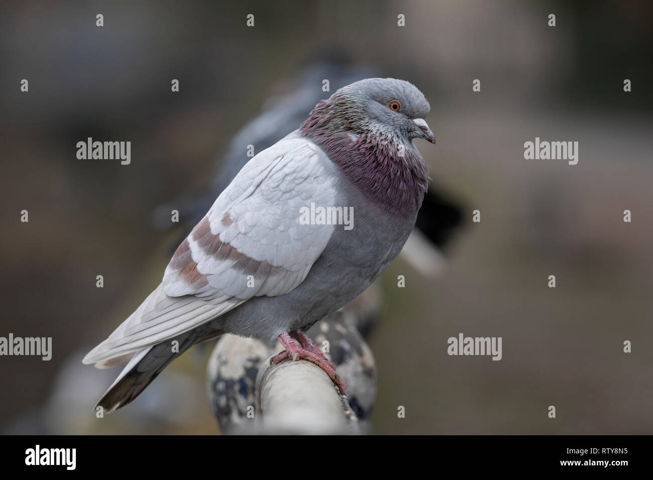 Pigeons and doves constitute the animal family Columbidae and the order ...