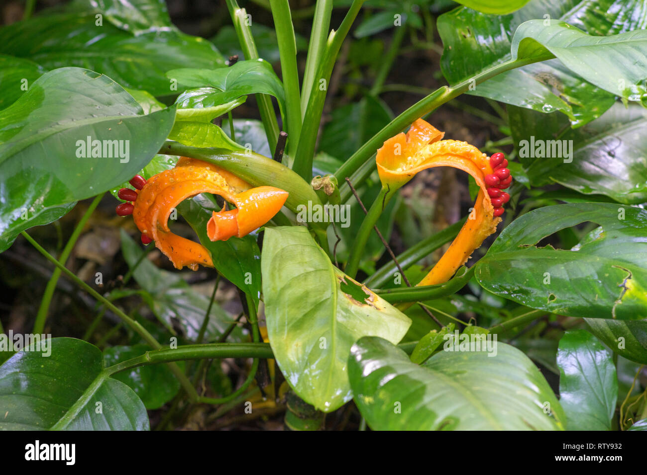 Jungle colorful plants in Palenque, Mexico Stock Photo - Alamy