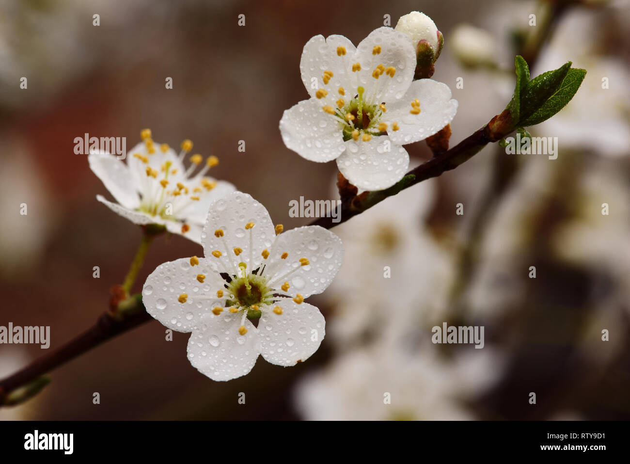 Prunus species hi-res stock photography and images - Alamy