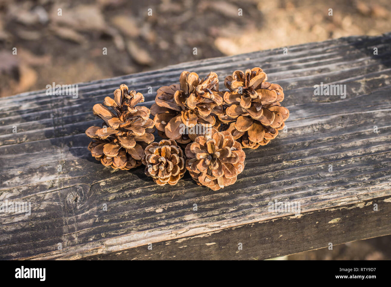 Mature open pine cones on the wooden bench Stock Photo - Alamy