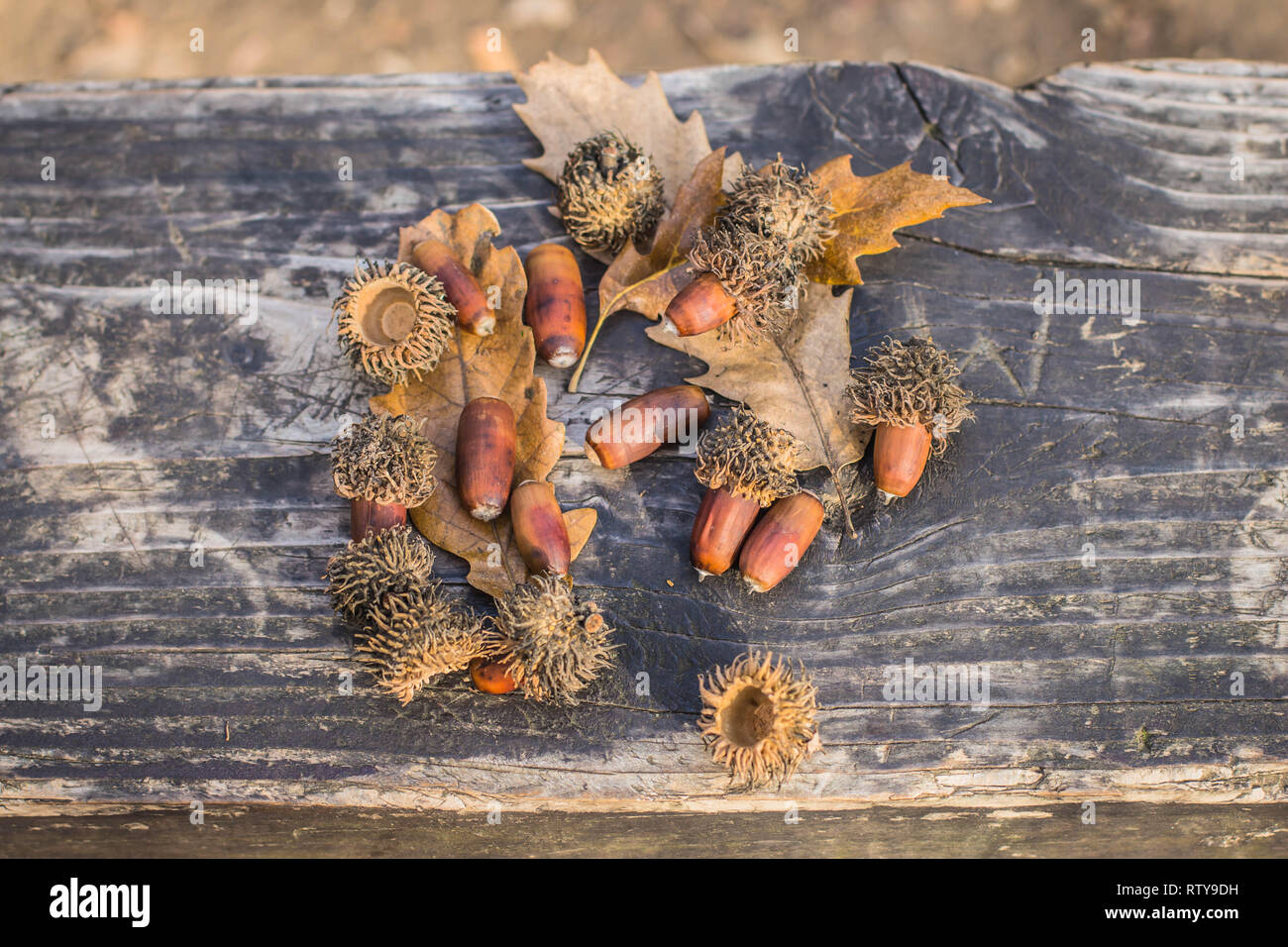 Mature acorns and fallen leaves of Turkey oak / Quercus cerris in ...