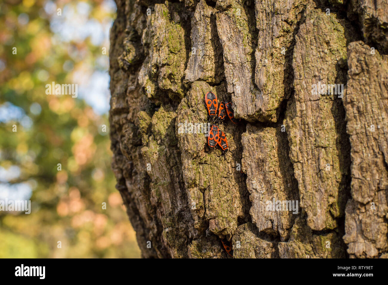 Fire bug / Pyrrhocoris apterus on the bark of the tree Stock Photo - Alamy