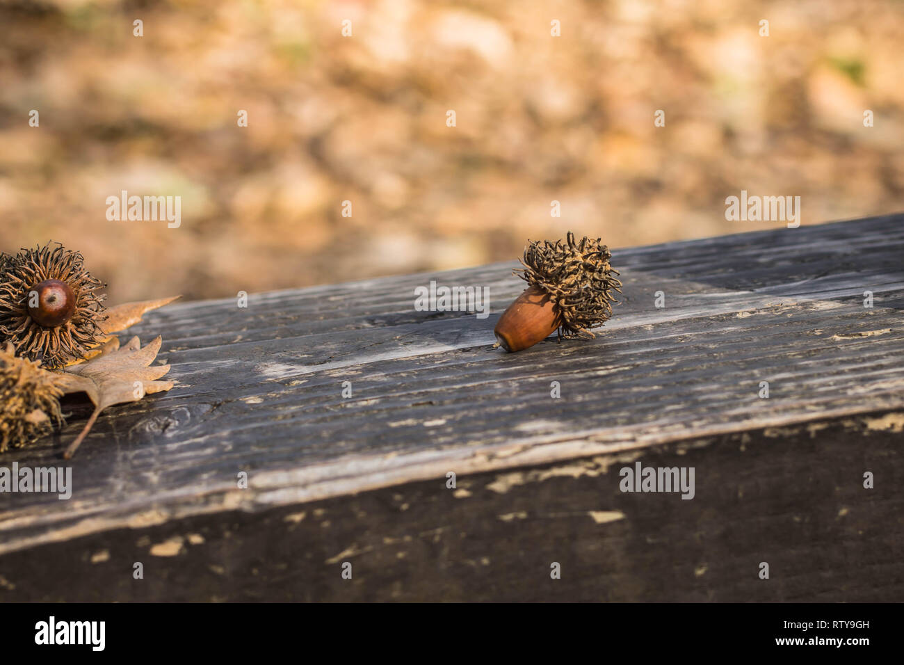 Single acorn of the Turky oak, latin name Quercus cerris on the wooden ...