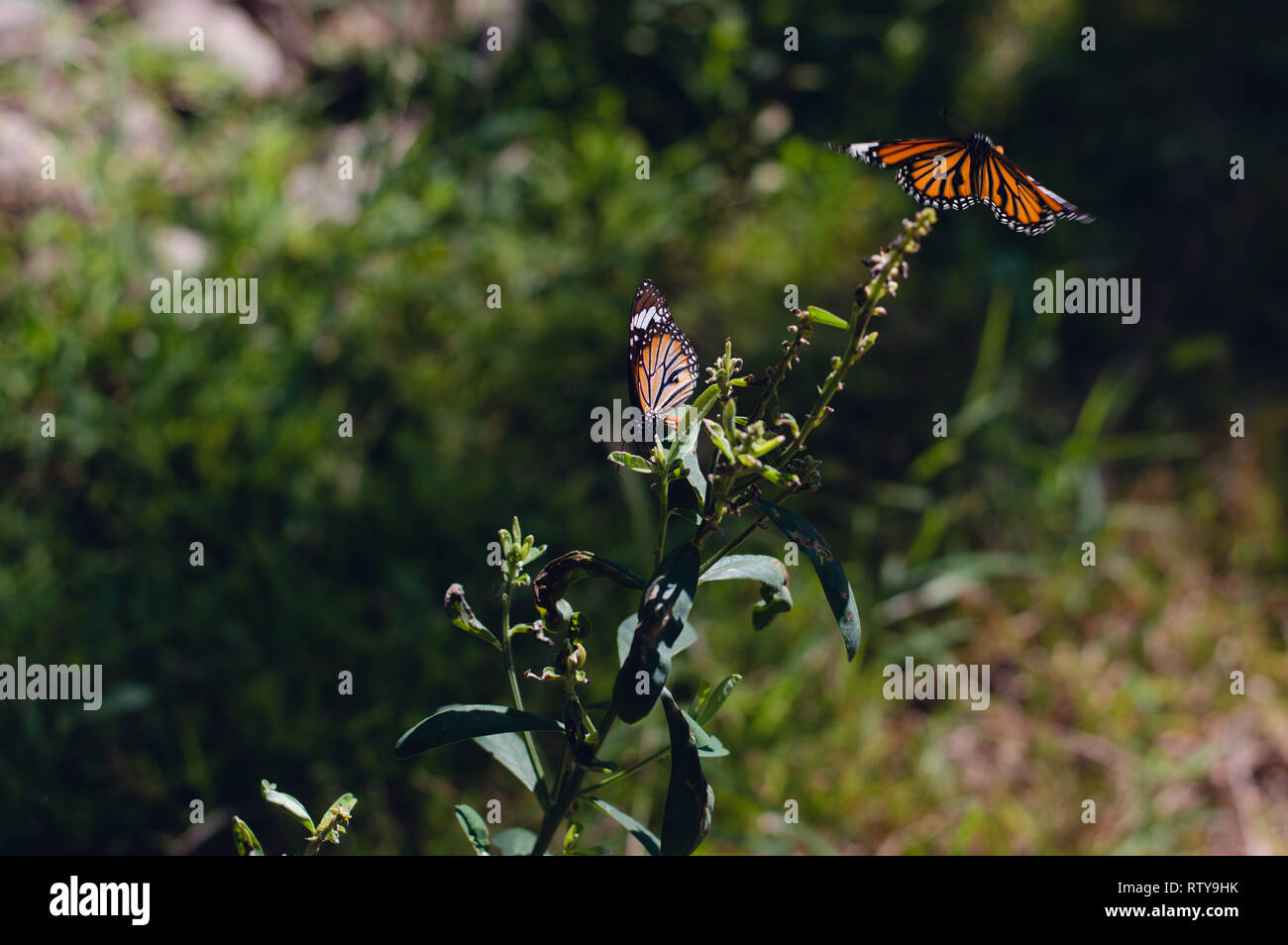 Harmony of butterflies hi-res stock photography and images - Alamy