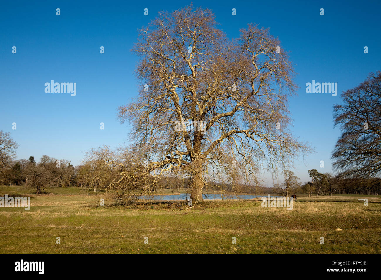 London Plane Tree Stock Photo - Alamy