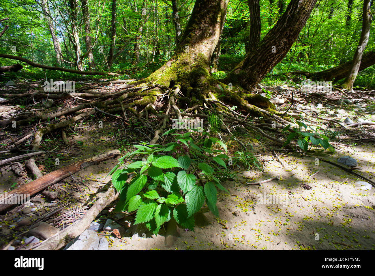 Fresh leaves of stinging nettles under the tree Stock Photo - Alamy