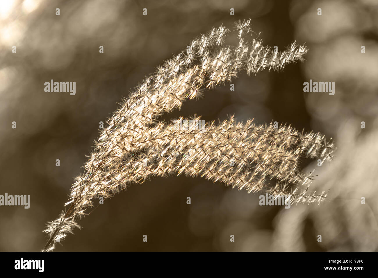 Weed up hi-res stock photography and images - Alamy