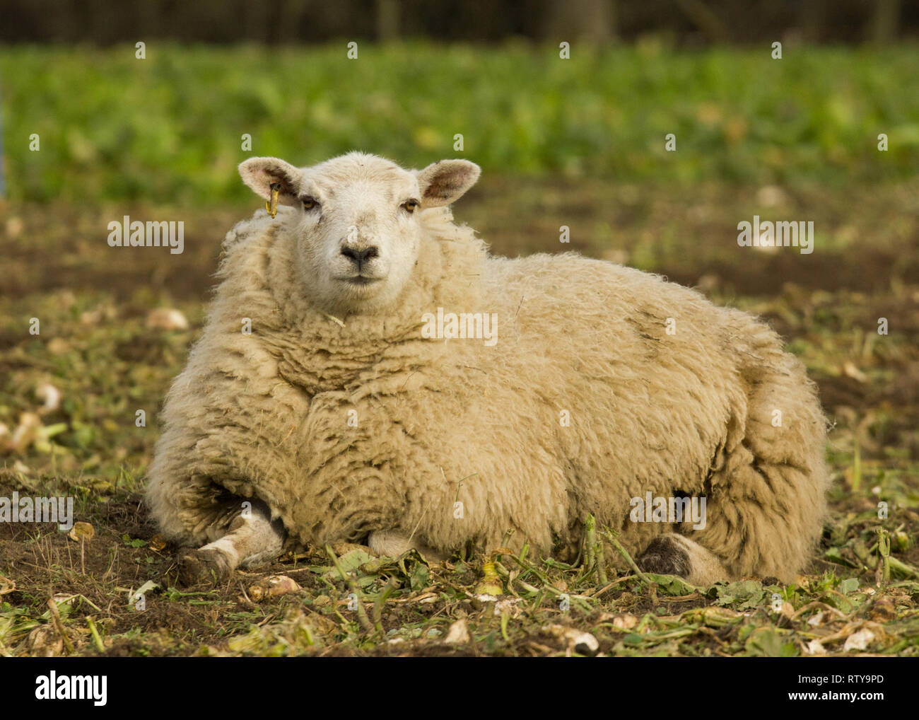 Sheep in Derbyshire Field, UK Stock Photo - Alamy