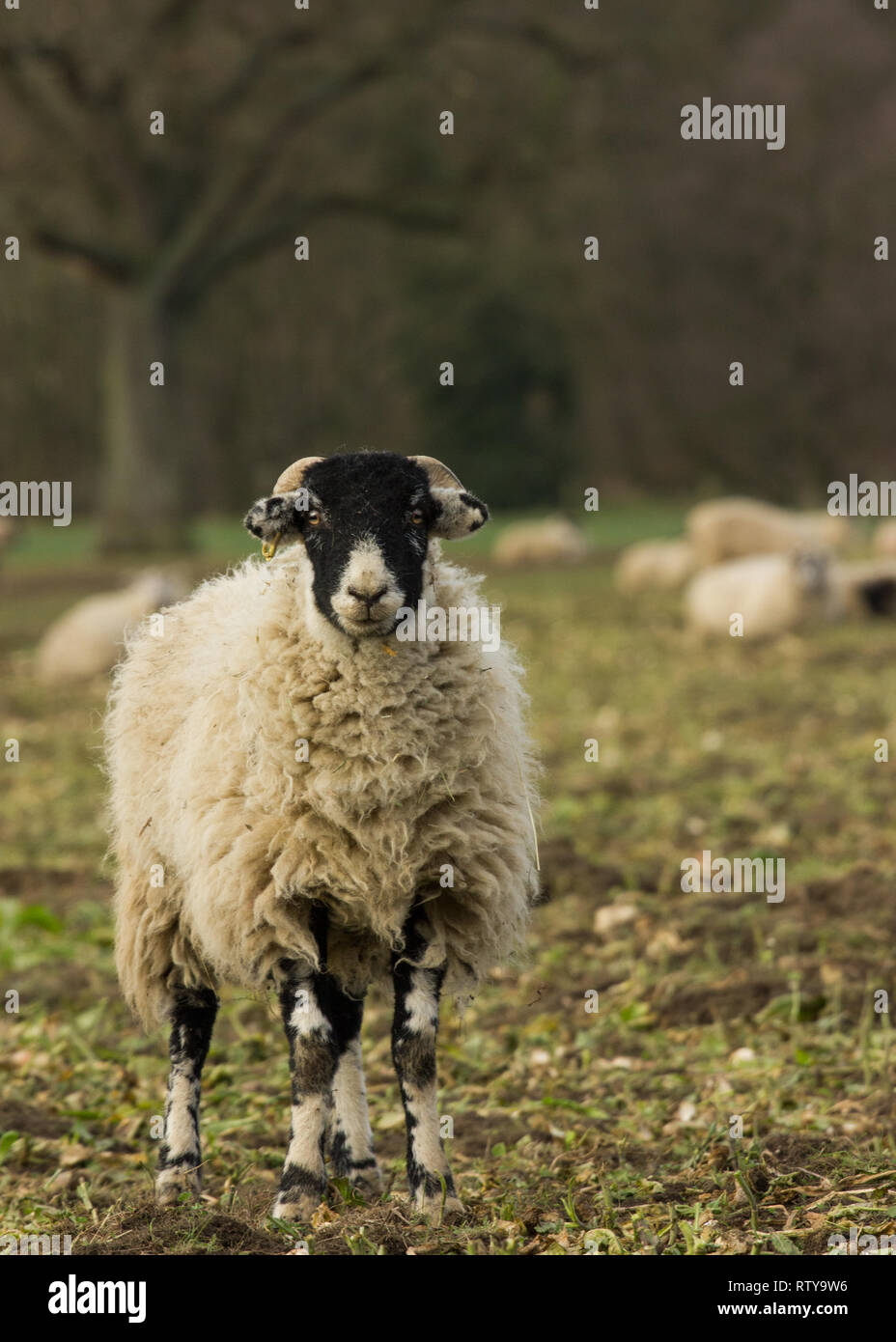 Derbyshire gritstone sheep hi-res stock photography and images - Alamy
