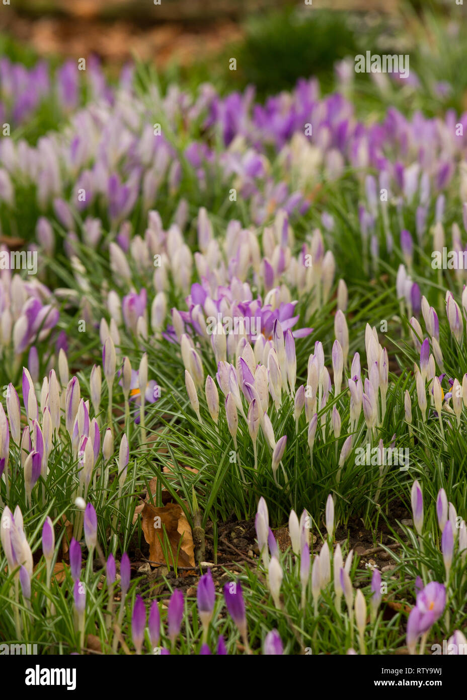 White and Lilac Crocus flowers in Derbyshire Church yard - UK Stock ...